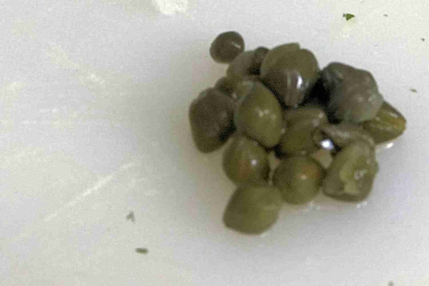 German Tartar Sauce from Hamburg ⋆ My German Recipes